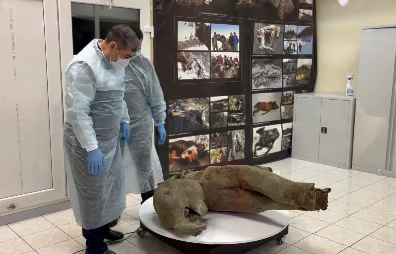 ArtDependence | Russian Scientists discover well-preserved Baby Mammoth ...